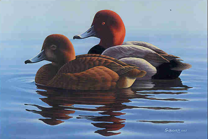 Wildlife Collection - GRACE CONNECTION